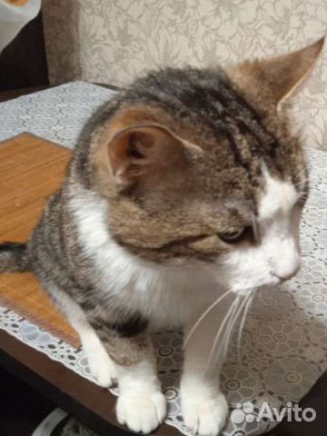 Кошка в дар