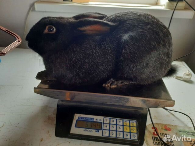 Самец Полтавское серебро