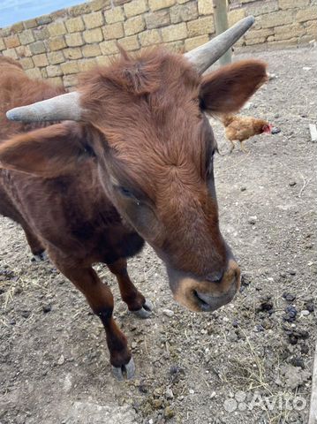 Телка 1,5 года