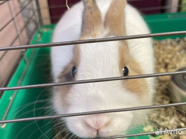 Декоративный кролик с клеткой