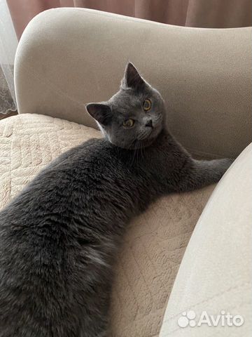 Британец или шотландец