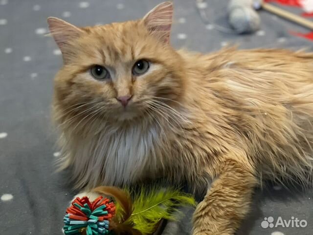 Добродушный рыжий Котик