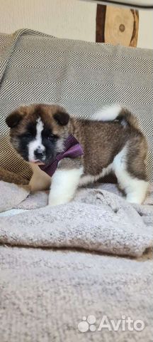 Акита щеночки РКФ