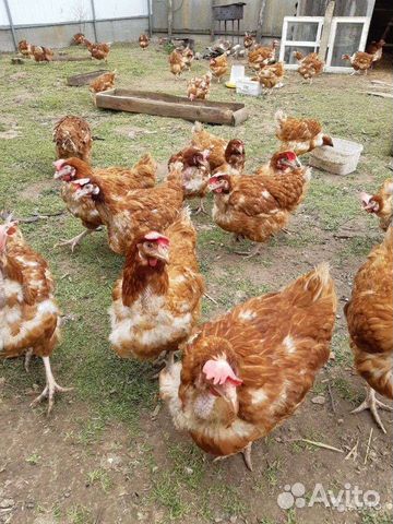 Куры несушки ломан braun