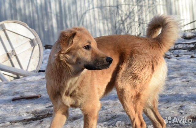 Медвежонок Барни ищет дом и любящих хозяев