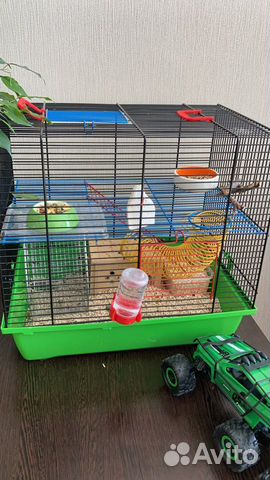 Сирийский хомяк с клеткой