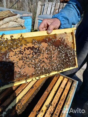 Продам пчелосемьи на высадку