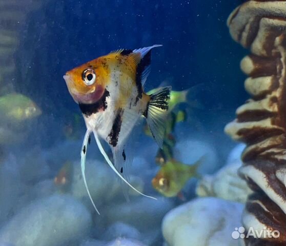Обмен Скалярии на Блю Демси