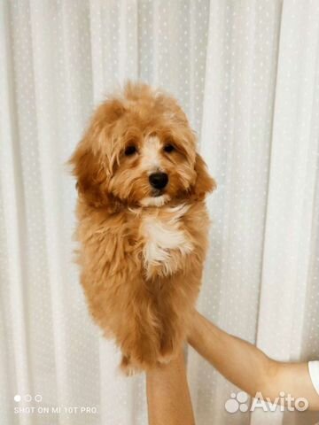 Мальтипу Ф1 Красный мальчик