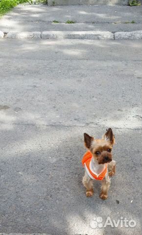 Mini йоркширский терьер вязка