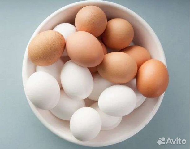 Инкубационное яйцо, курица, утка