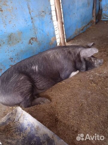 Домашняя свинья