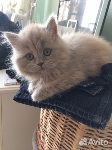 Шотландские котята