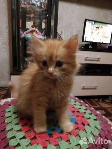 Рыжий котик