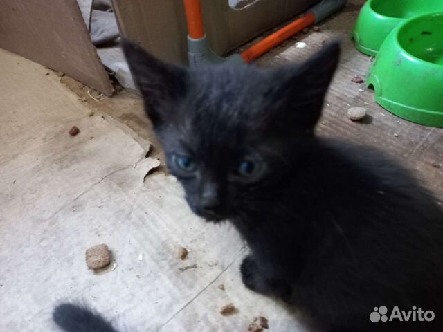 Кошки в добрые руки бесплатно