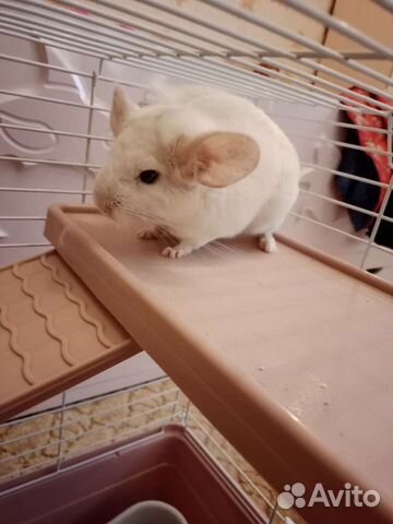 Шиншилла