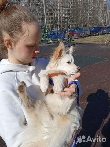 Щенок метис