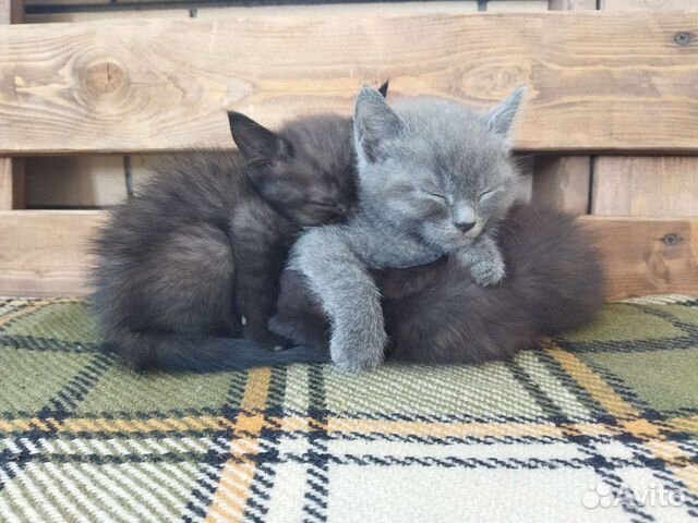 Котята от шотландской кошки