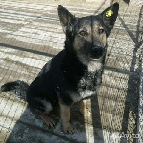 Потеряшка с Лебяжьего