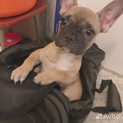 Французский бульдог щенок