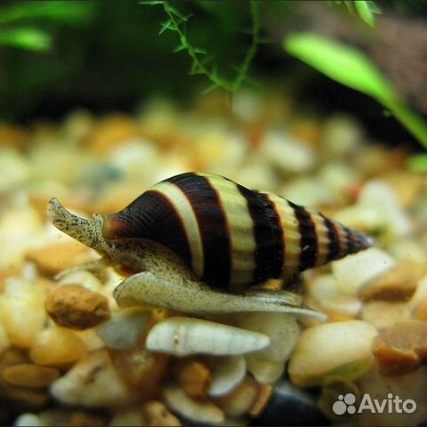 Улитка Хелена (улиткоед)