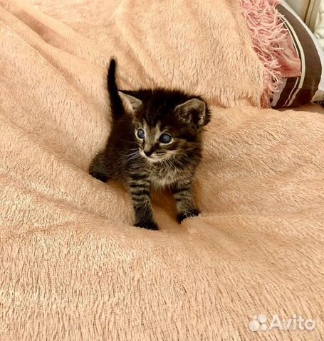 Особенный котеночек в добрые руки