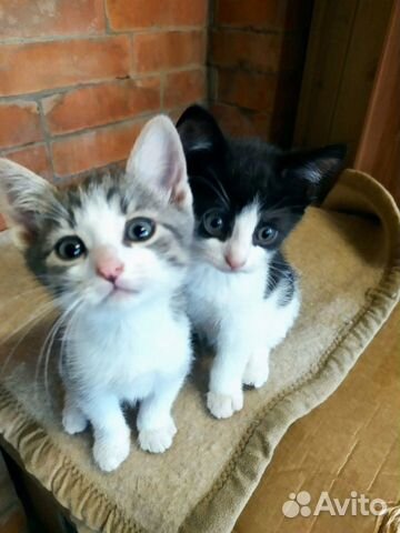 Счастье в дар Котята