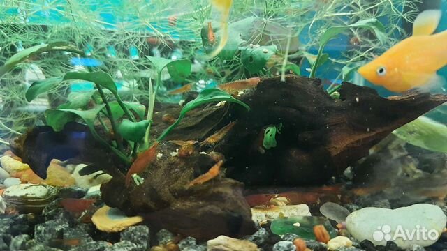 Аквариумные креветки вишня chery