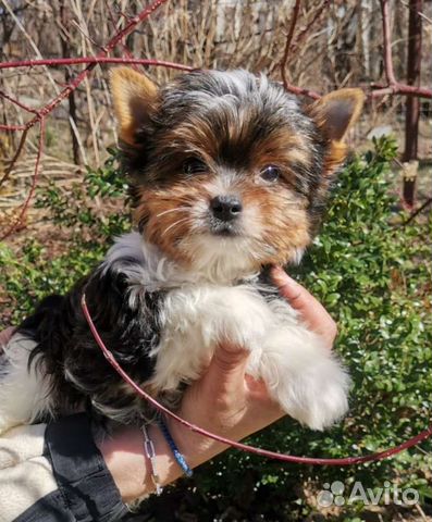 Бивер мальчик огонёк