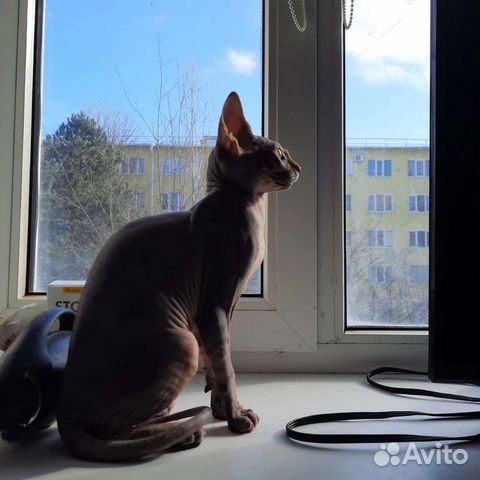 Канадский сфинкс котенок