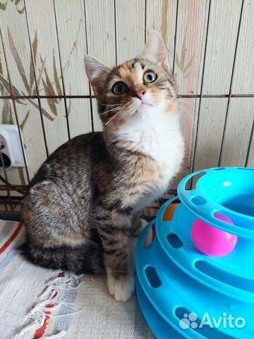 Кошечка 4 месяца