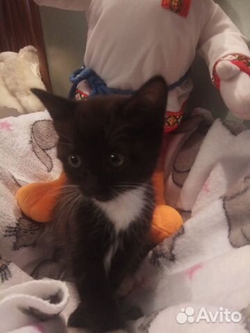 Отличные котики в добрые руки