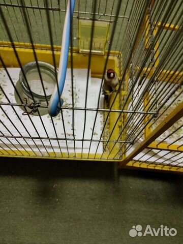 Щегол самец