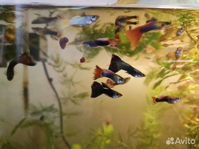 Рыбки гуппи, мальки и взрослые