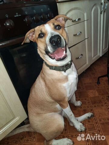 Стаффордширский терьер в добрые руки