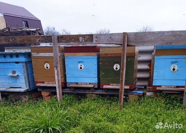 Продам пчелосемьи