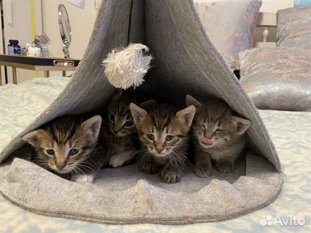Шотландские прямоухие котята