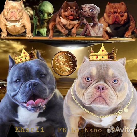 Микро экзот - щенки американский булли