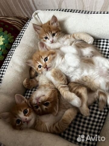 В добрые руки