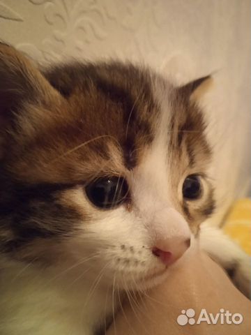 Котёнок мальчик родился 27 марта 500
