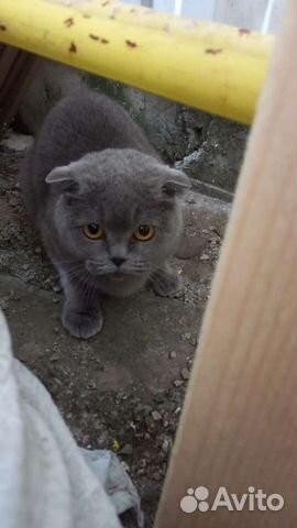 Британская кошка