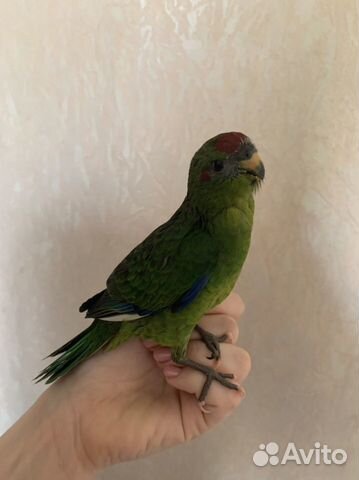 Продам попугаев какариков