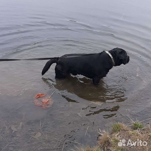 Собака Лабрадор вязка Рокки. Кра