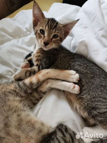 Отдаём котят 2,5 месяца