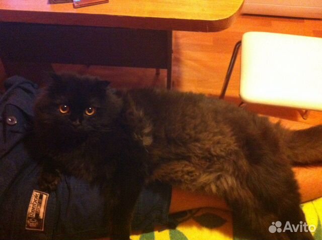 Шотландский вислоухий черный кот