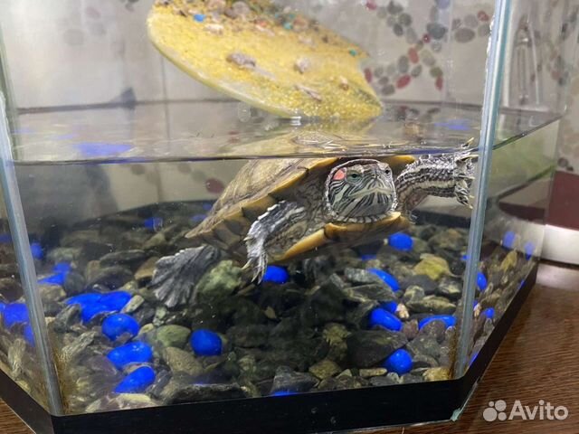 Аквариум с черепахой