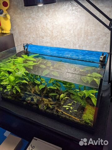 Аквариум 55 литров с растениями\рыбками\оборудов