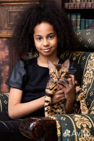 Американские бенгальские котята