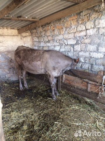 Телка 1 год 4 месяца