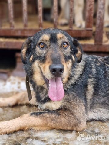 Терри погибнет в приюте